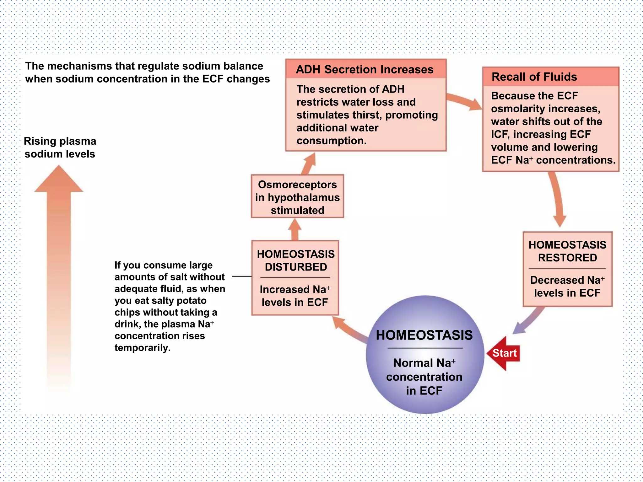 Body Fluids and Electrolyte Homeostasis | PPTX