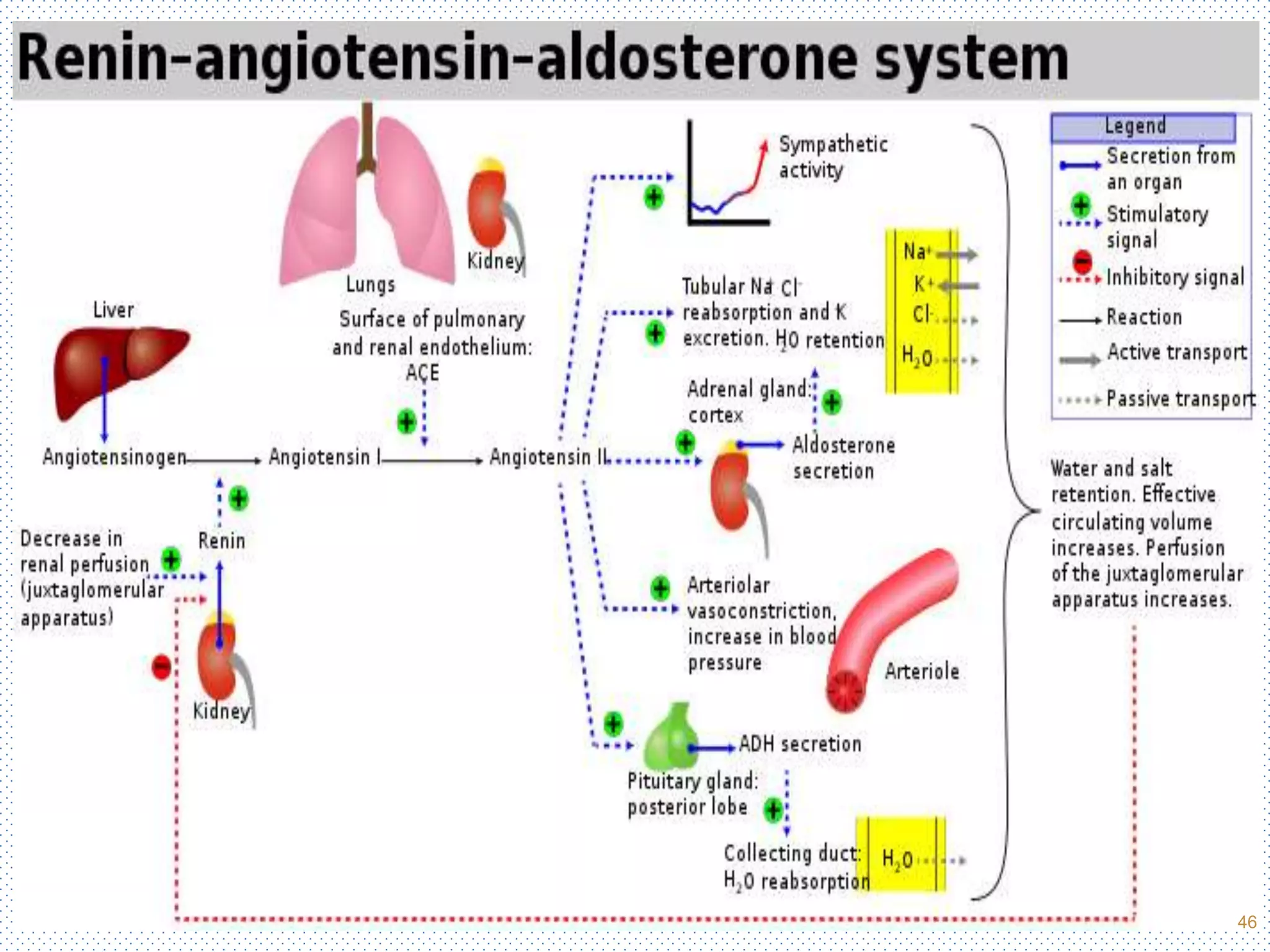 Body Fluids and Electrolyte Homeostasis | PPTX