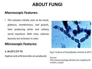 Cocciodioidomycosis by Davinder Singh | PPTX