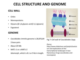 Cocciodioidomycosis by Davinder Singh | PPTX