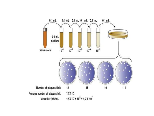 Davis plaque method.pptx recombinant DNA technology | PPTX | Infectious ...