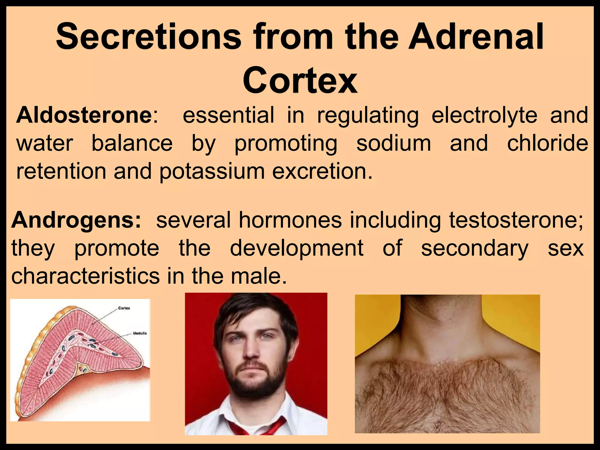 Day-1-Parts-of-the-Endocrine-System.ppt