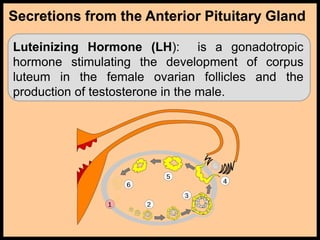Day-1-Parts-of-the-Endocrine-System.ppt