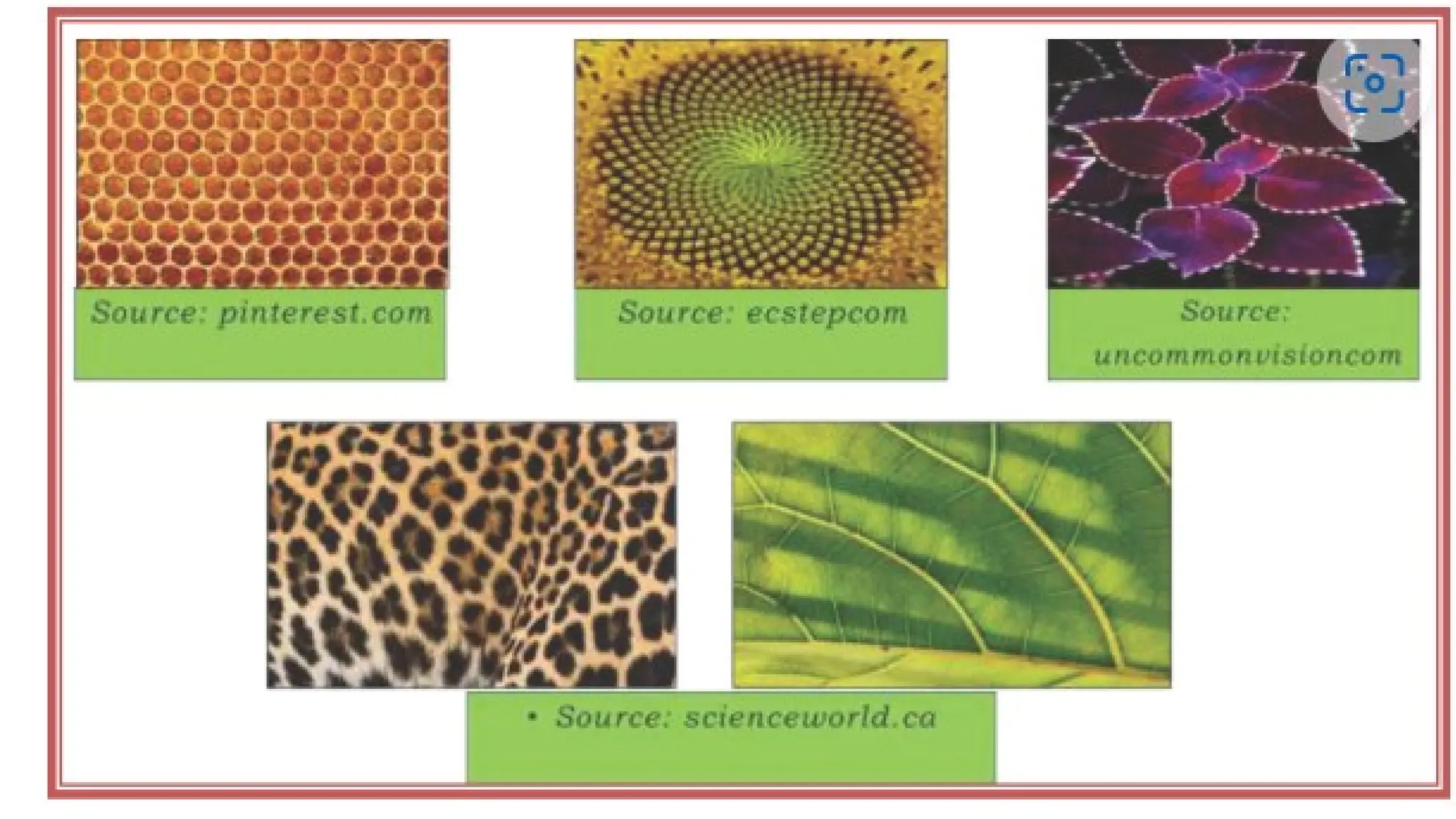 day-3-Patterns-and-Numbers-in-Nature-and-the-World-and-Fibonacci ...