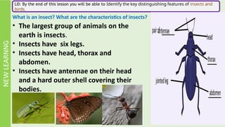 grade 1 - lesson - Insects and birds.pptx