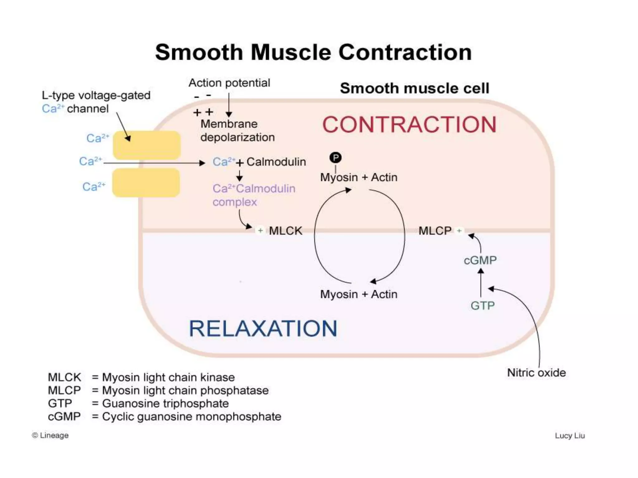Day 4 skeletal & smooth muscle contraction | PPTX