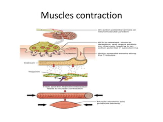 Day 4 skeletal & smooth muscle contraction | PPTX