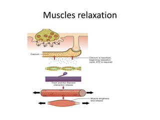 Day 4 skeletal & smooth muscle contraction | PPTX