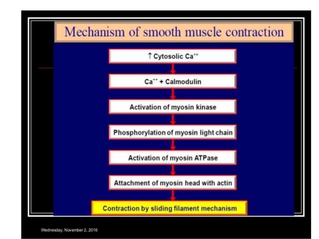 Day 4 skeletal & smooth muscle contraction | PPTX