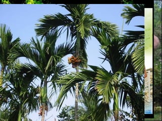 Day thon-vi-da-han-mac-tu | PPT