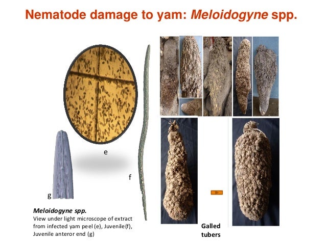 98 COMPOSITION OF YAM PEEL - CompositionOF