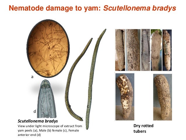 98 COMPOSITION OF YAM PEEL - CompositionOF