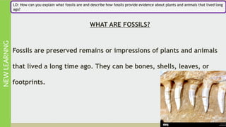 Understanding Fossils: Formation, Types, and Evidence of Ancient Life ...