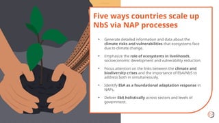 Scaling Up Nbs Through The Nap Process Pptx
