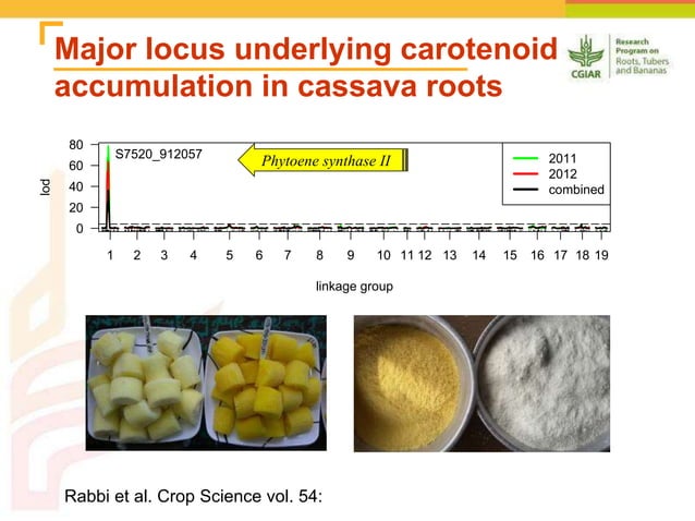 Complex genetic structure of african cassava and genetic architecture ...