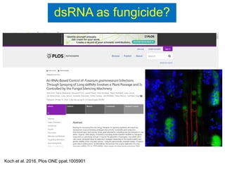 Potential for dsRNA-based management of plant diseases - Karl-Heinz ...