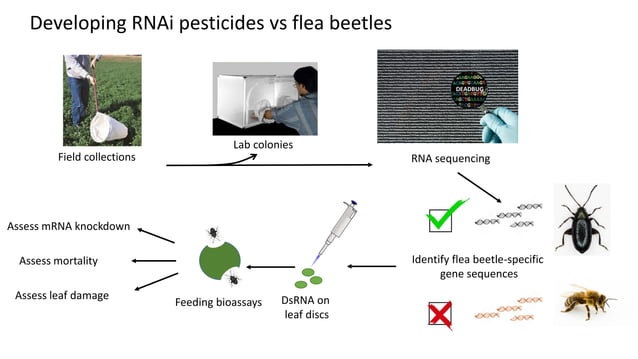 RNA interference technologies to control pests and pathogens - Steve ...