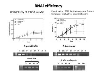 RNAi as a novel technology in pest control: current status and ...