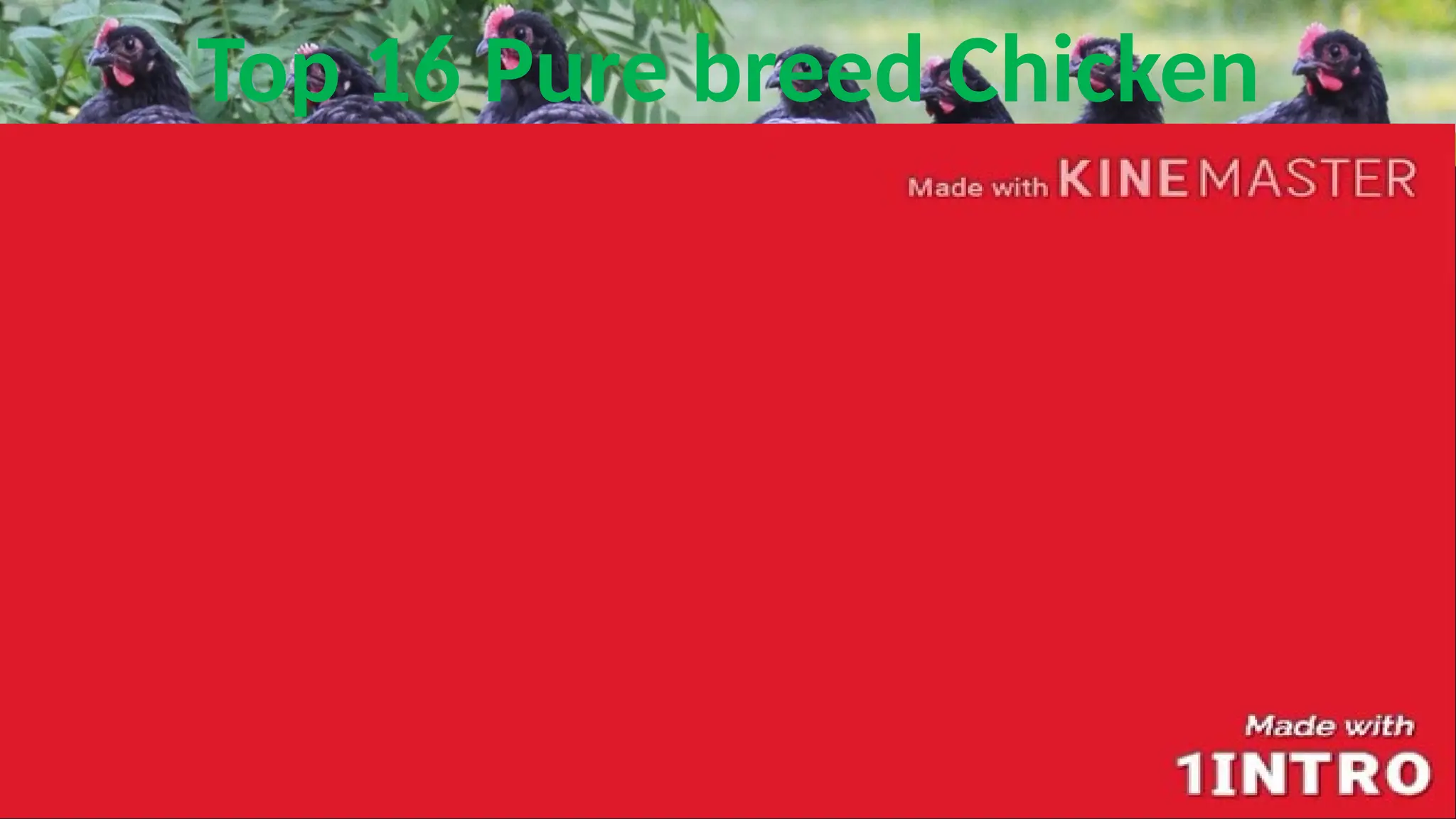 Day 13-16 (Breeds of Farm Animals Chicken, Duck, and Quail).pptx