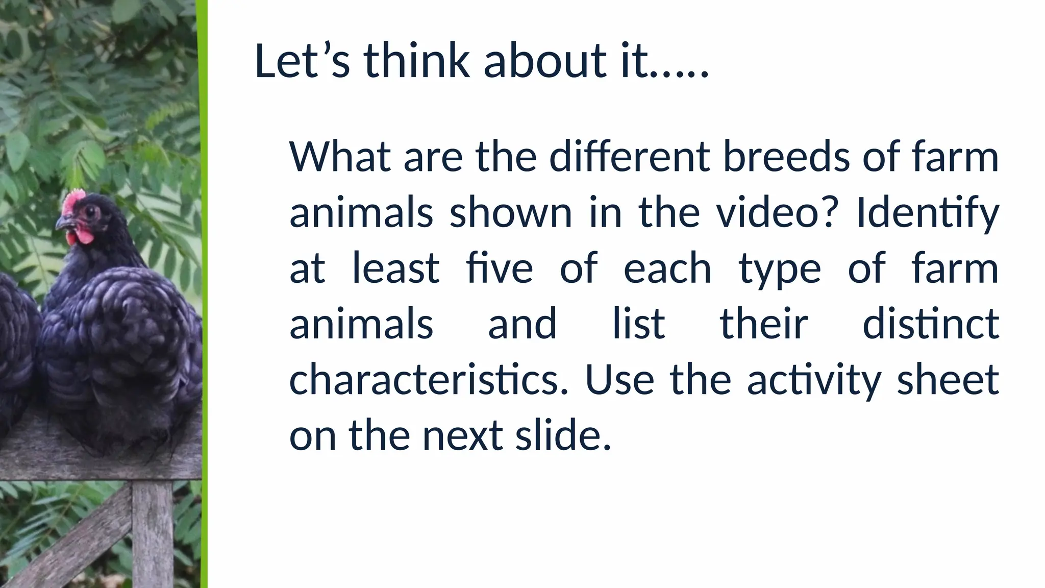 Day 13-16 (Breeds of Farm Animals Chicken, Duck, and Quail).pptx