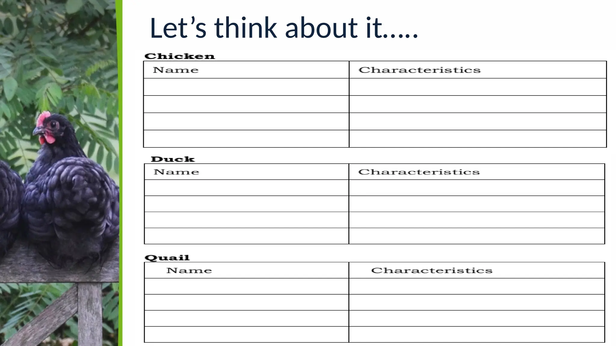 Day 13-16 (Breeds of Farm Animals Chicken, Duck, and Quail).pptx