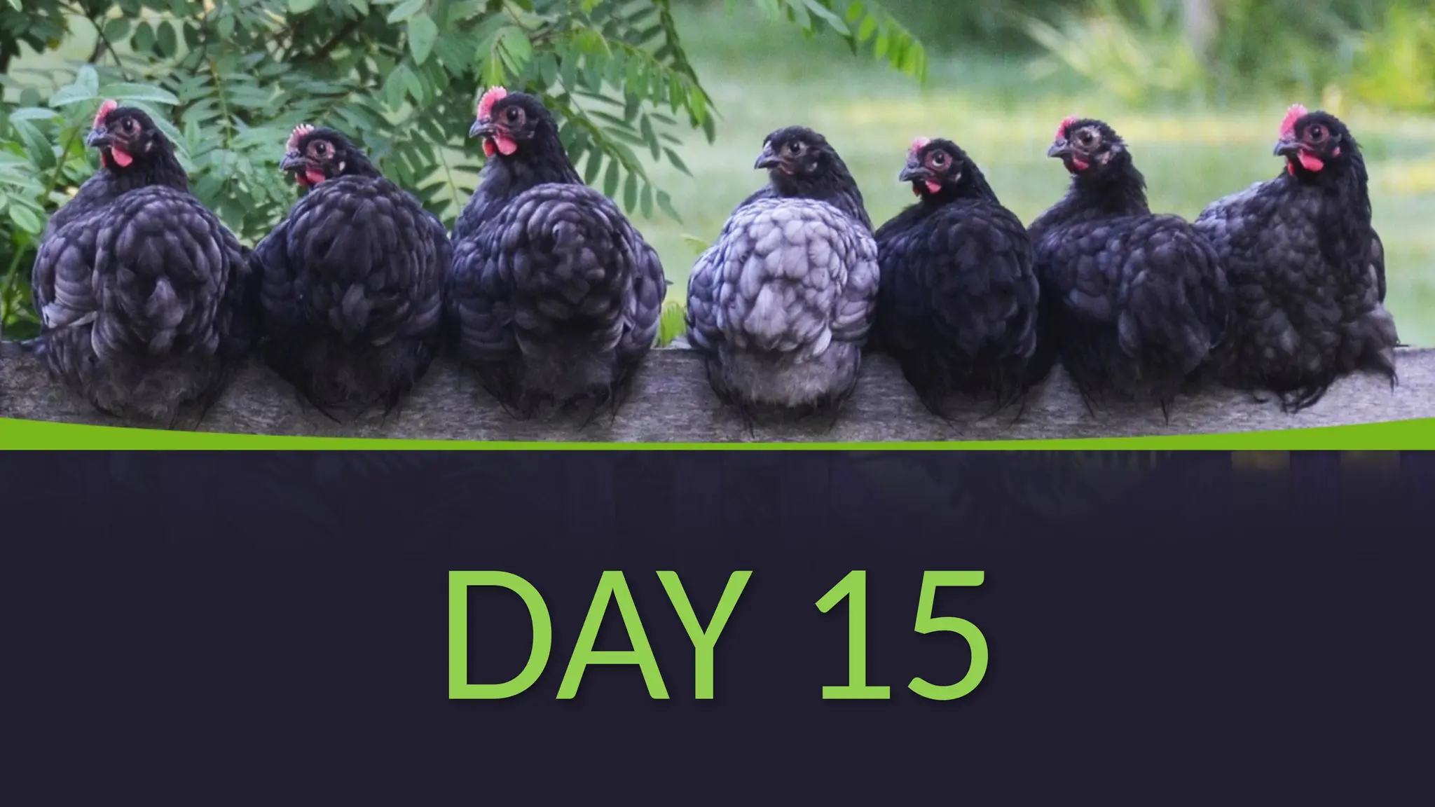 Day 13-16 (Breeds of Farm Animals Chicken, Duck, and Quail).pptx