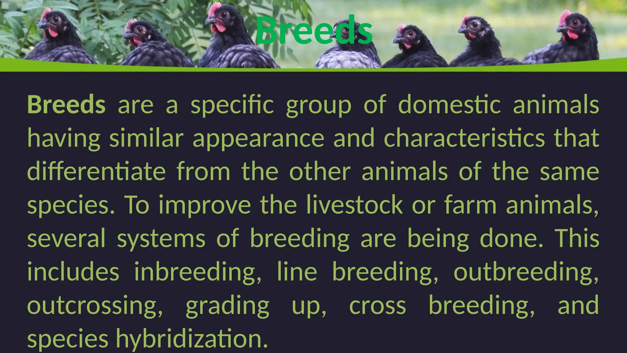 Day 13-16 (Breeds of Farm Animals Chicken, Duck, and Quail).pptx
