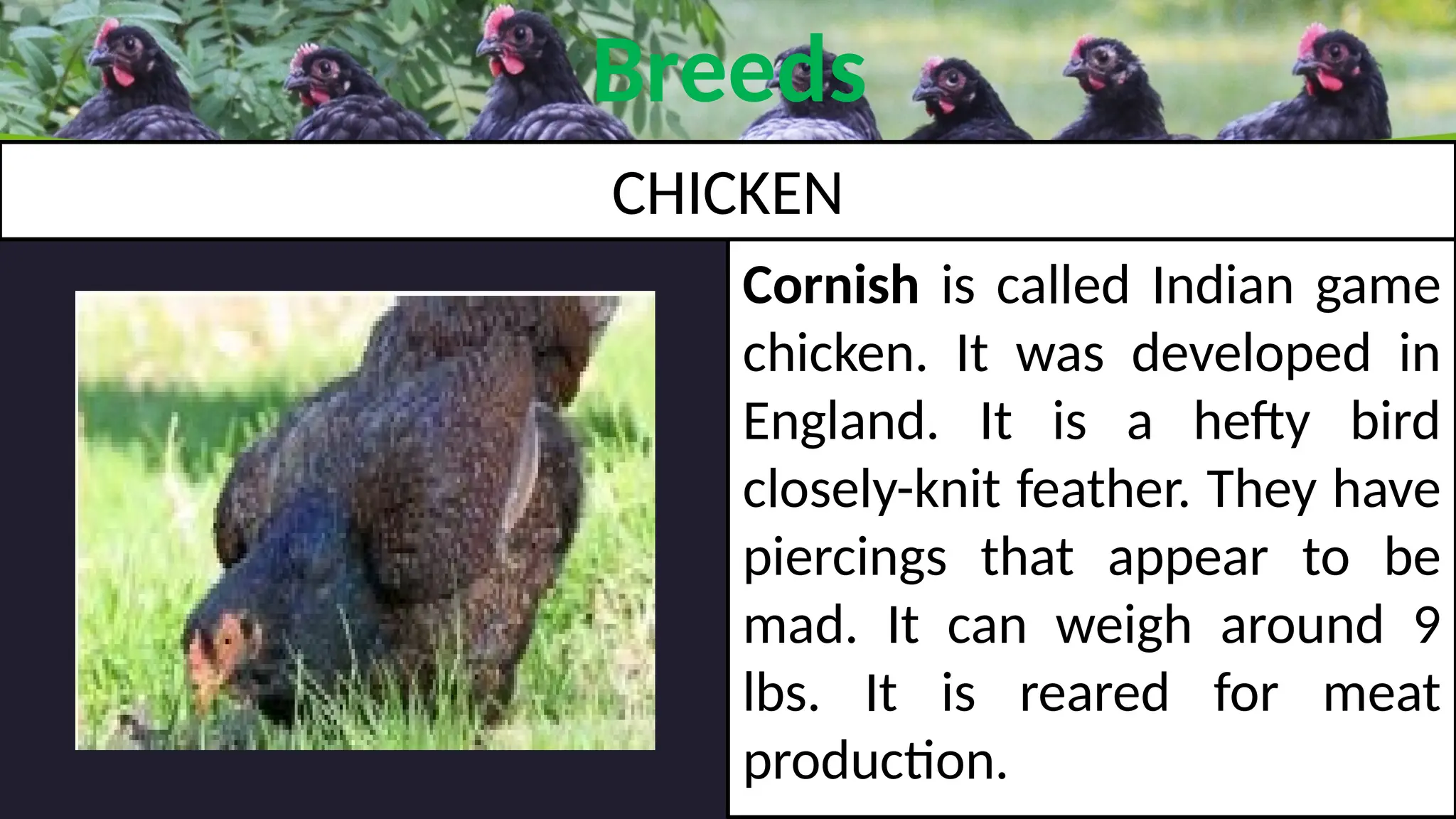 Day 13-16 (Breeds of Farm Animals Chicken, Duck, and Quail).pptx