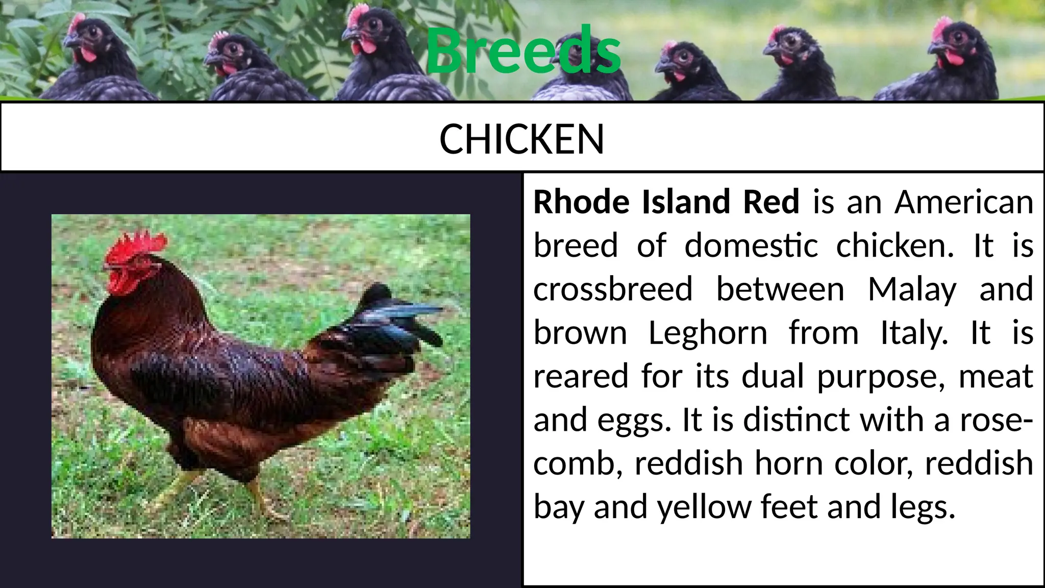 Day 13-16 (Breeds of Farm Animals Chicken, Duck, and Quail).pptx