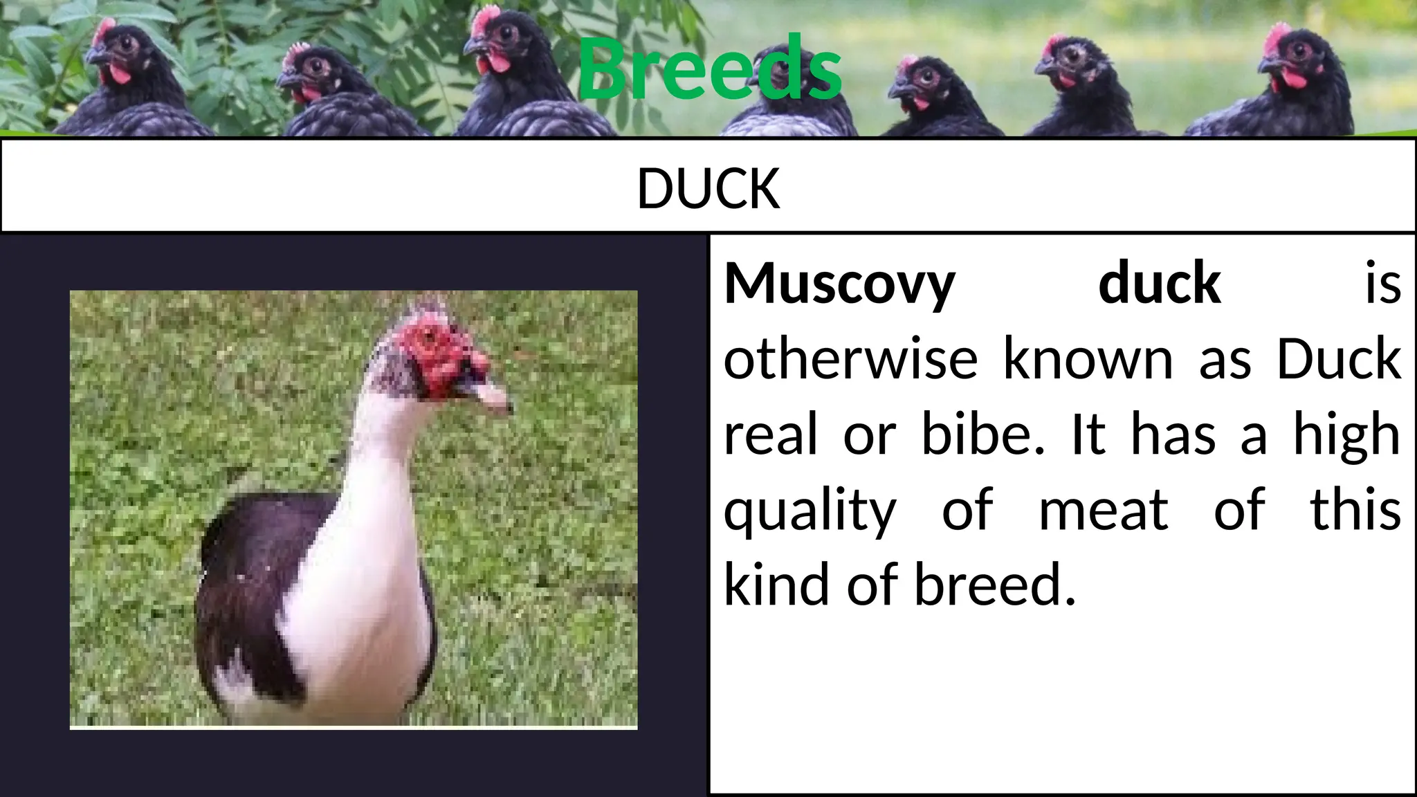 Day 13-16 (Breeds of Farm Animals Chicken, Duck, and Quail).pptx