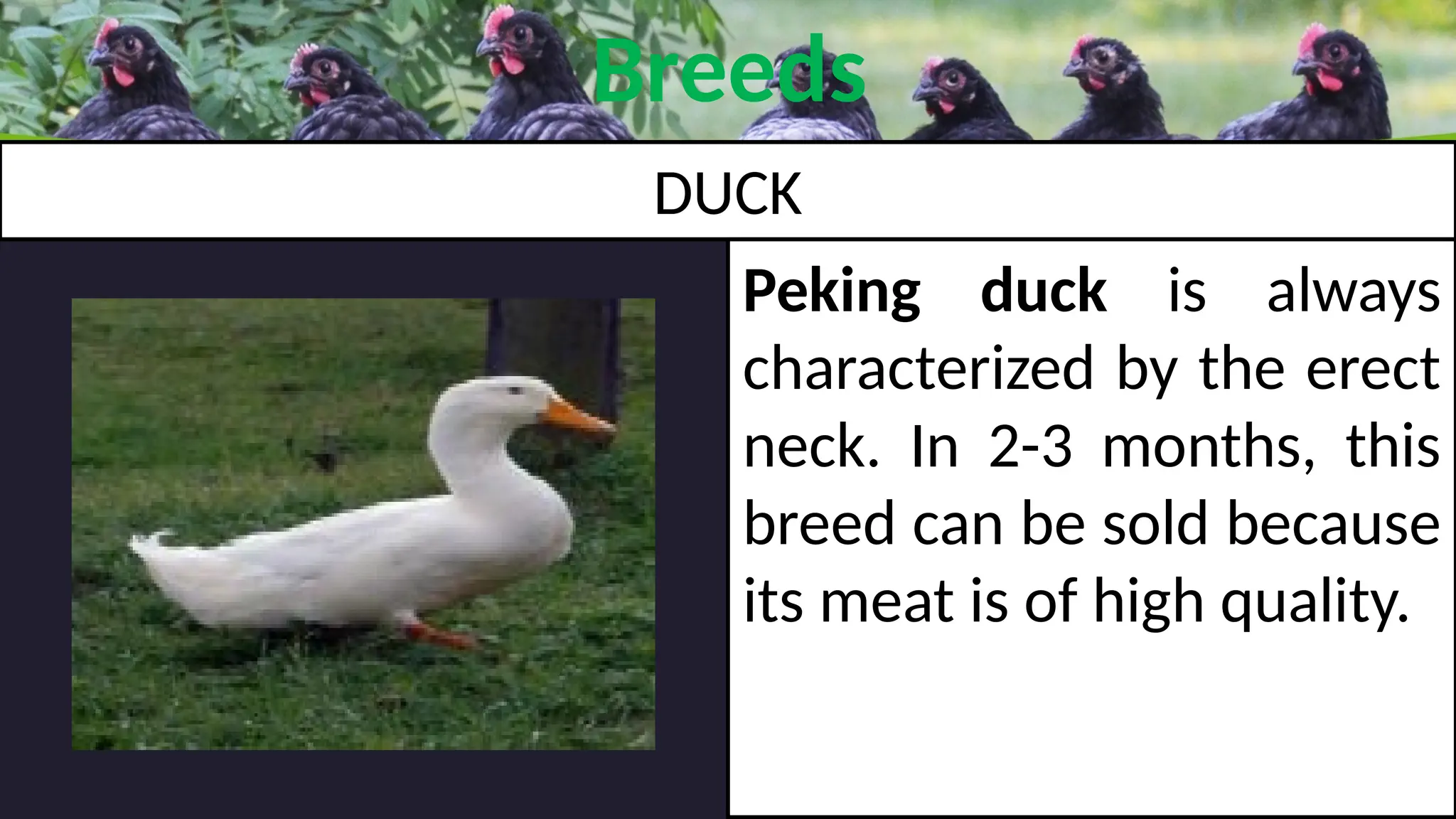Day 13-16 (Breeds of Farm Animals Chicken, Duck, and Quail).pptx
