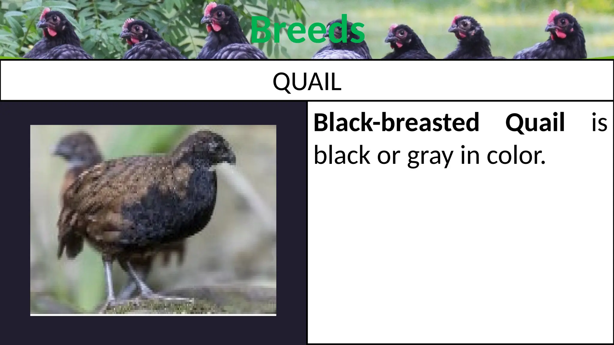 Day 13-16 (Breeds of Farm Animals Chicken, Duck, and Quail).pptx