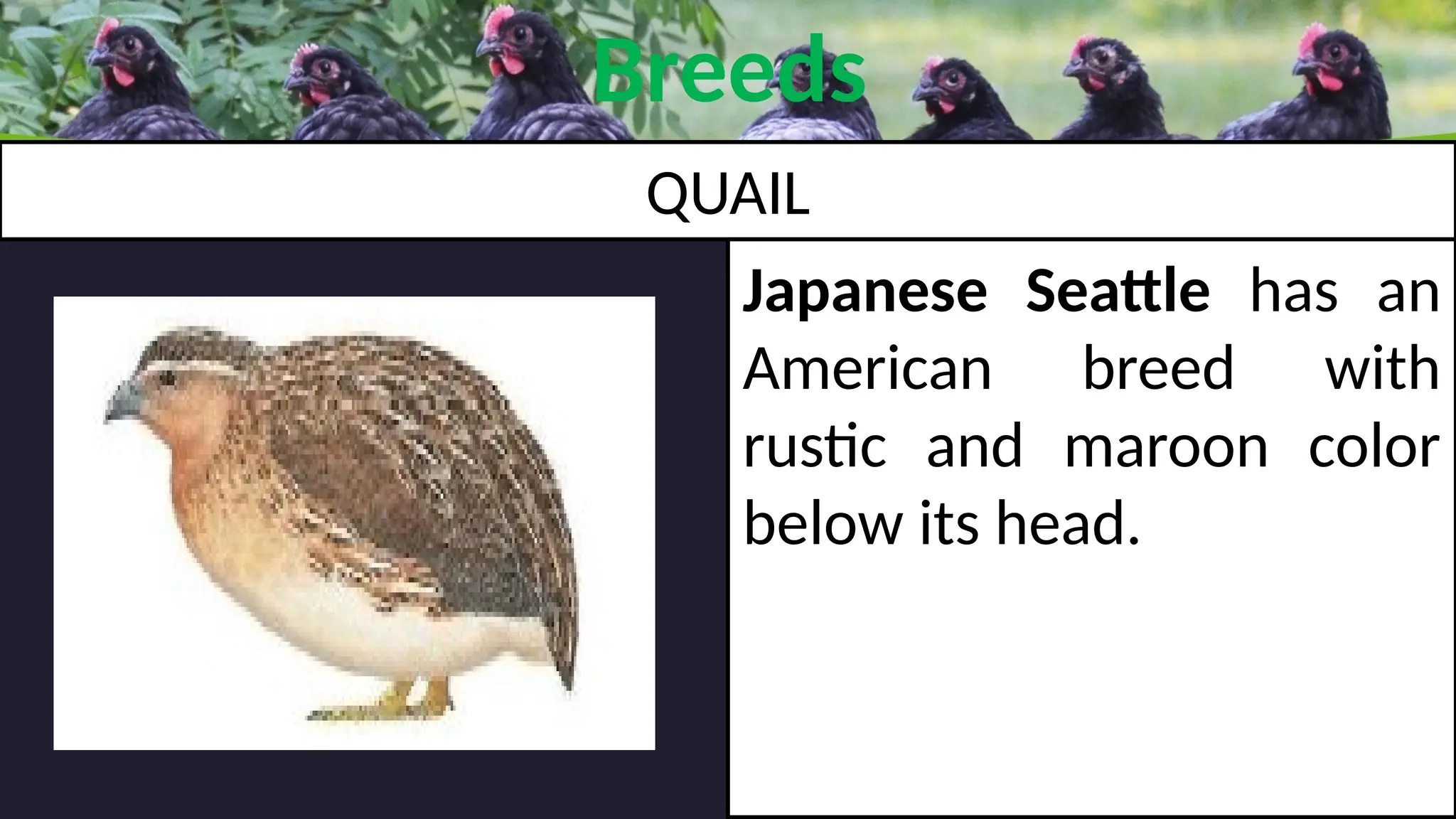 Day 13-16 (Breeds of Farm Animals Chicken, Duck, and Quail).pptx