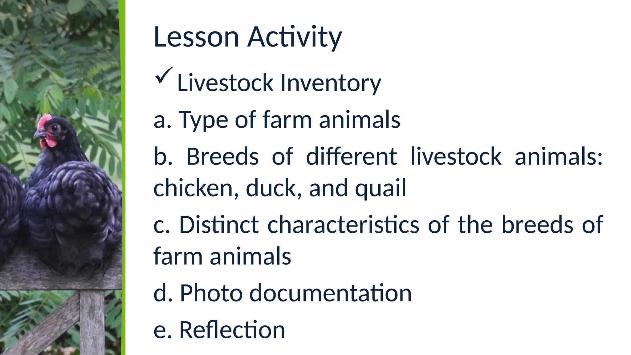 Day 13-16 (Breeds of Farm Animals Chicken, Duck, and Quail).pptx