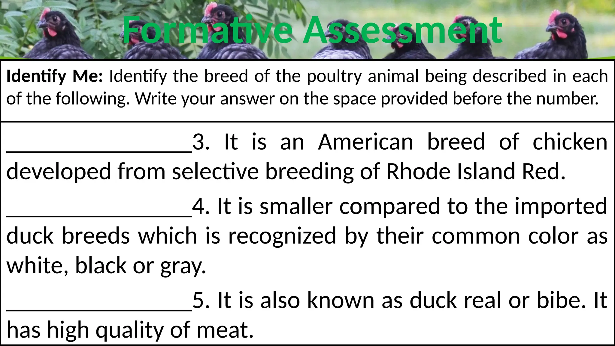 Day 13-16 (Breeds of Farm Animals Chicken, Duck, and Quail).pptx