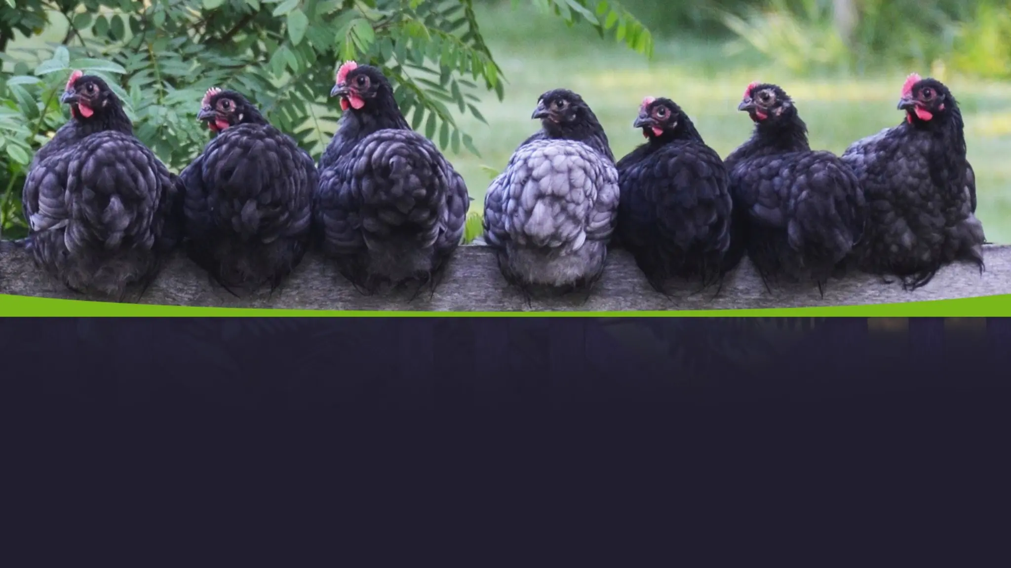 Day 13-16 (Breeds of Farm Animals Chicken, Duck, and Quail).pptx