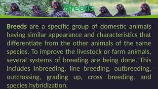 Day 13-16 (Breeds of Farm Animals Chicken, Duck, and Quail).pptx
