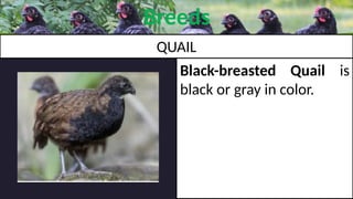 Day 13-16 (Breeds of Farm Animals Chicken, Duck, and Quail).pptx