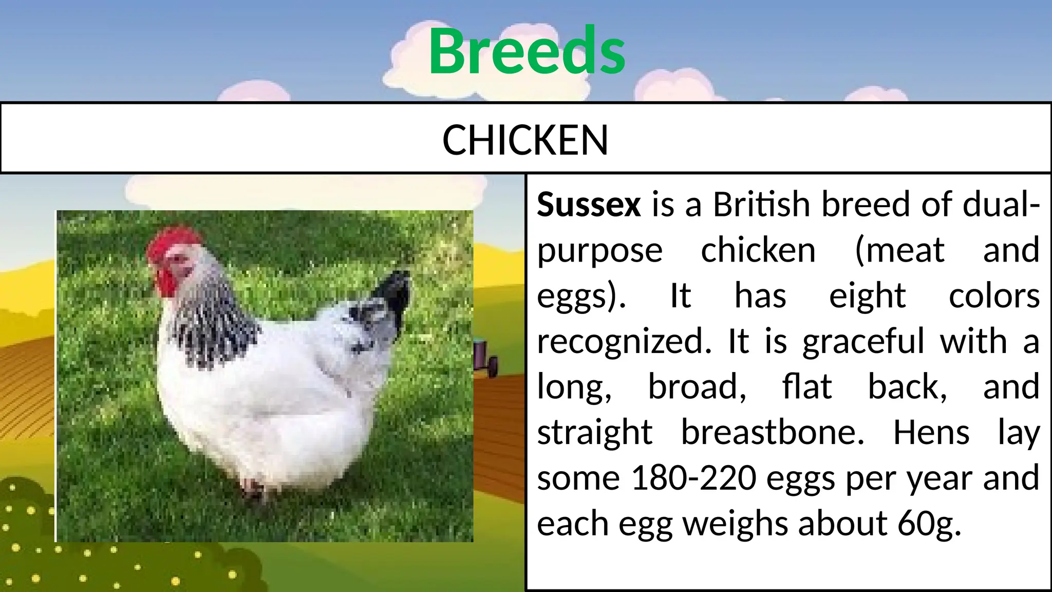 Day 13-16 (Breeds of Farm Animals Chicken, Duck, and Quail).pptx ...