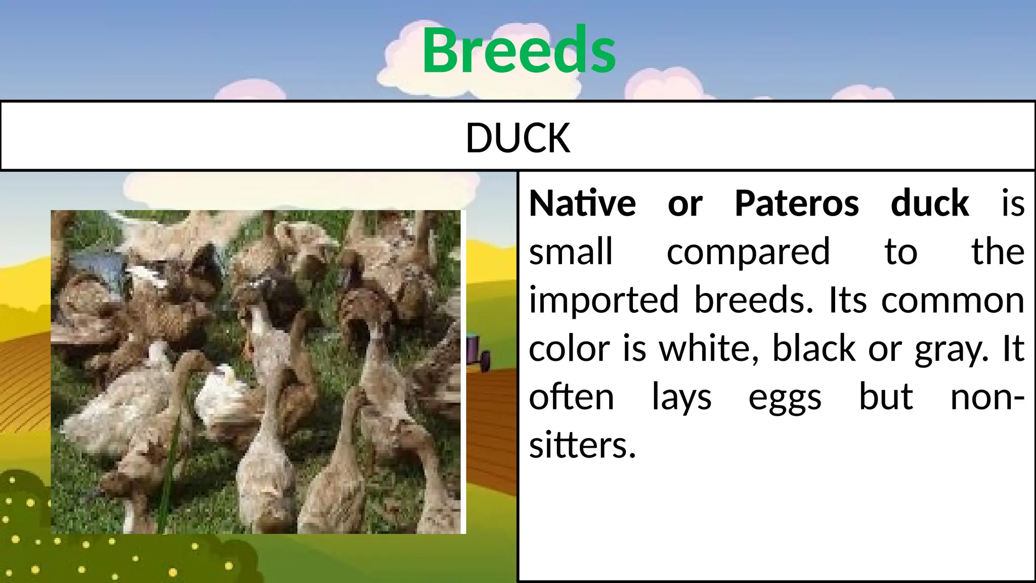 Day 13-16 (Breeds of Farm Animals Chicken, Duck, and Quail).pptx