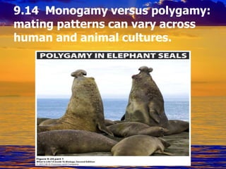 Polygyny Animals