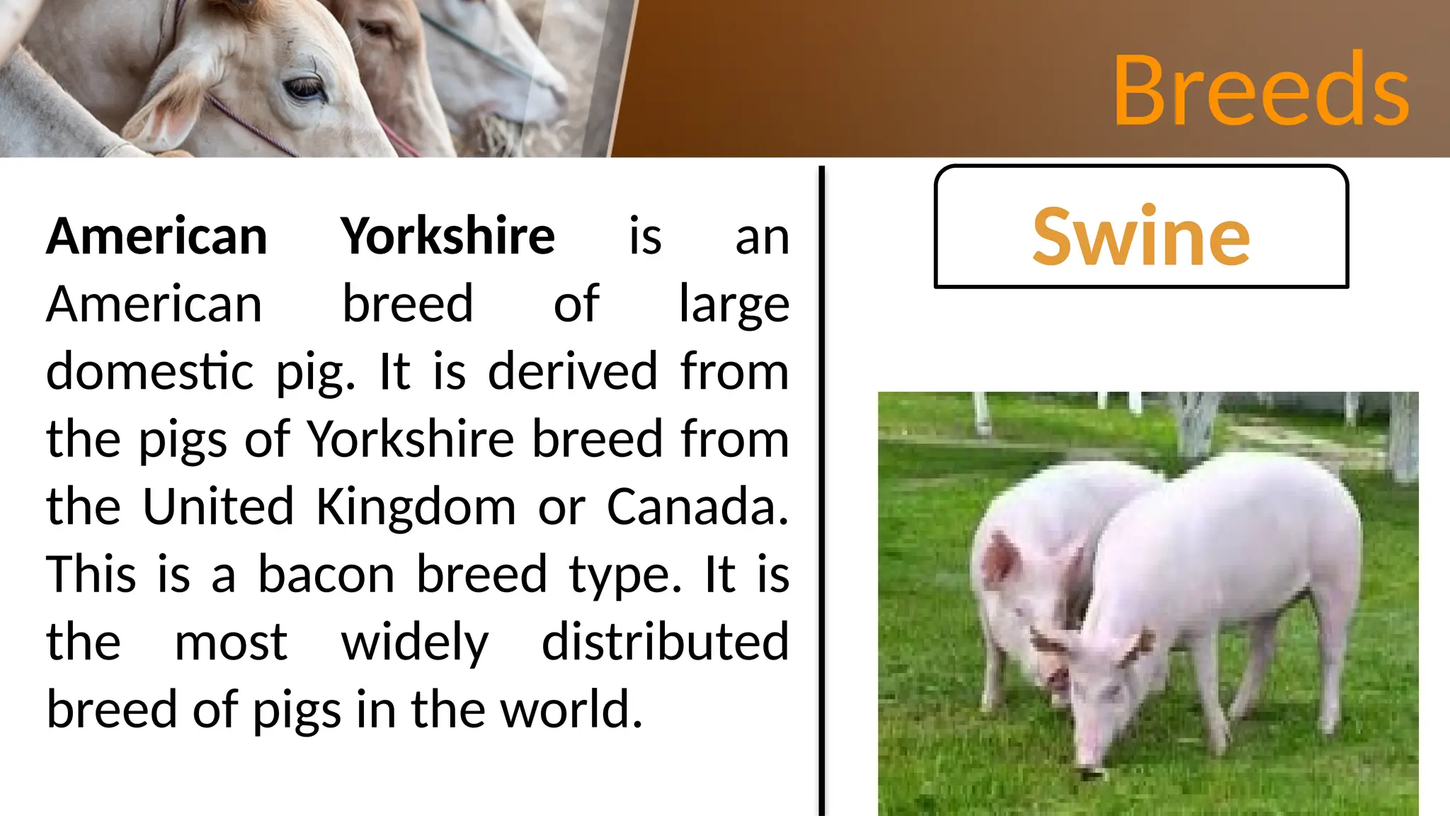 Day 17-20 (Breeds of Farm Animals Cattle, Swine, Goat, and Rabbit).pptx