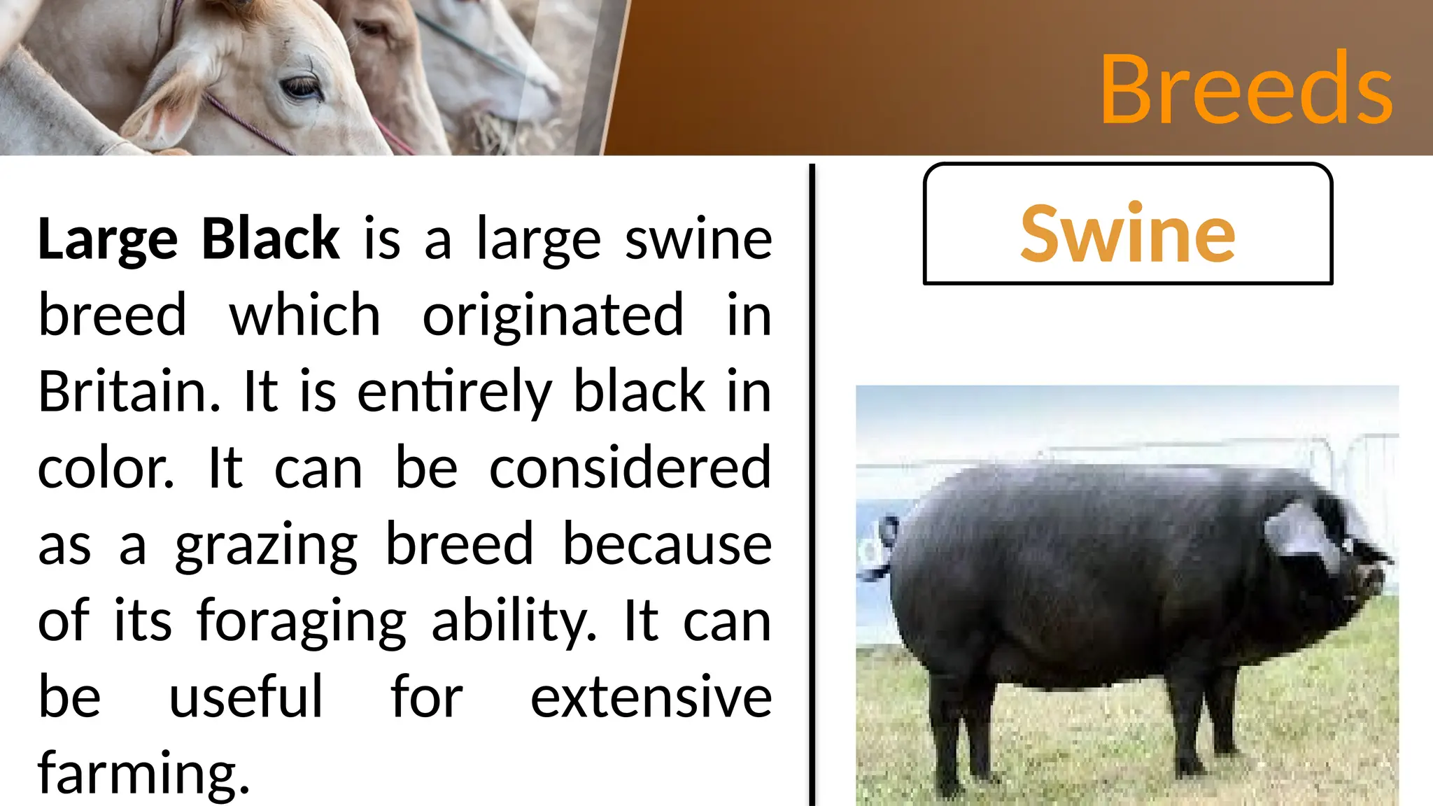 Day 17-20 (Breeds of Farm Animals Cattle, Swine, Goat, and Rabbit).pptx