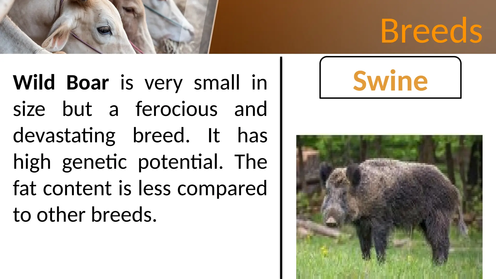 Day 17-20 (Breeds of Farm Animals Cattle, Swine, Goat, and Rabbit).pptx