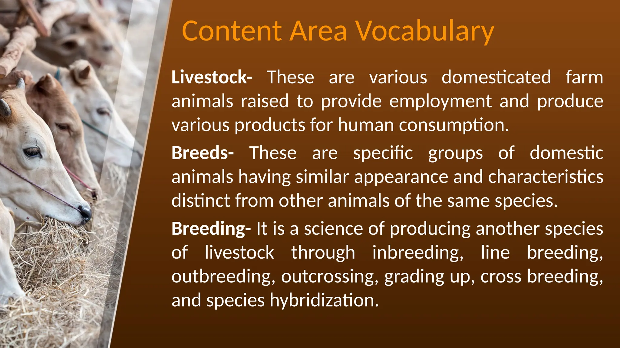 Day 17-20 (Breeds of Farm Animals Cattle, Swine, Goat, and Rabbit).pptx