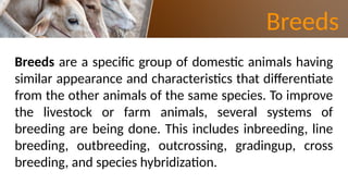 Day 17-20 (Breeds of Farm Animals Cattle, Swine, Goat, and Rabbit).pptx