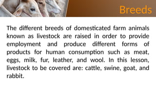Day 17-20 (Breeds of Farm Animals Cattle, Swine, Goat, and Rabbit).pptx