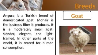 Day 17-20 (Breeds of Farm Animals Cattle, Swine, Goat, and Rabbit).pptx