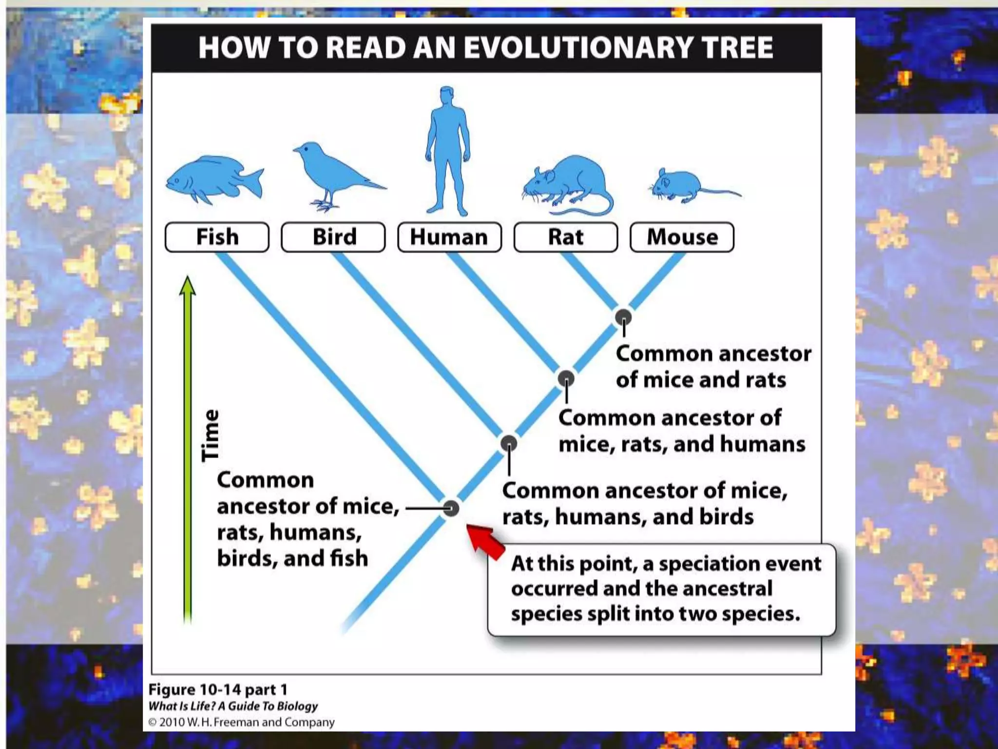 Evolutionary Trees and The Diversity of Life | PPTX
