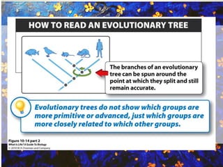 Evolutionary Trees and The Diversity of Life | PPTX